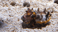 Flamboyant Cuttlefish Gif