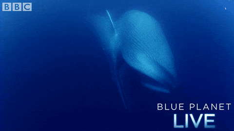 Freediver GIFs - Get the best GIF on GIPHY