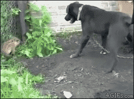 Dog Scared GIFs - Find & Share on GIPHY