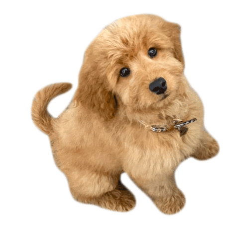 Best Dog Gifs by Diggs Pet | GIPHY