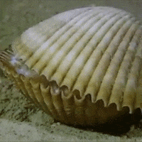 Nope Nope Nope Gif Octopus