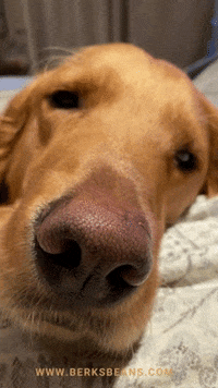 Boop Nose Gif