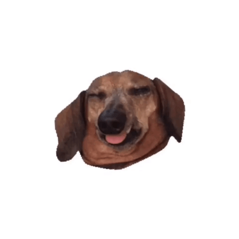 Derp-doggo GIFs - Get the best GIF on GIPHY