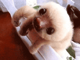 Dmv Sloth GIFs - Find & Share on GIPHY