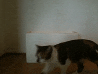 Cat Hoarder Gif