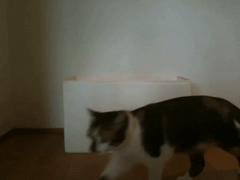 Bye Cat GIFs - Get the best GIF on GIPHY