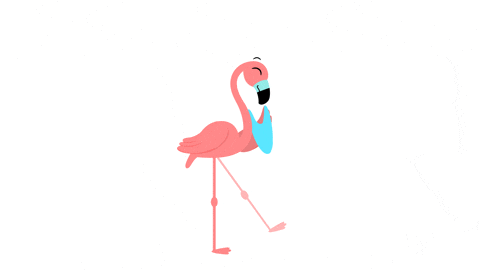 Dancing Flamingos GIFs - Get the best GIF on GIPHY