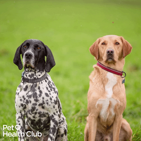 Pet-health-club GIFs - Get the best GIF on GIPHY