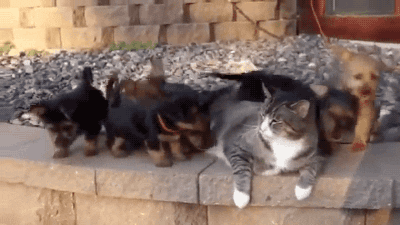 New GIF on Giphy – Fun Anytime