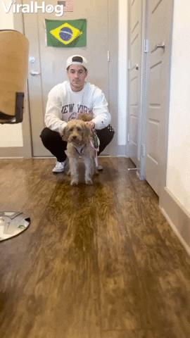 Pup-springs-out-of-her-harness GIFs - Get the best GIF on GIPHY