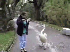 Goose Attack GIFs - Find & Share on GIPHY