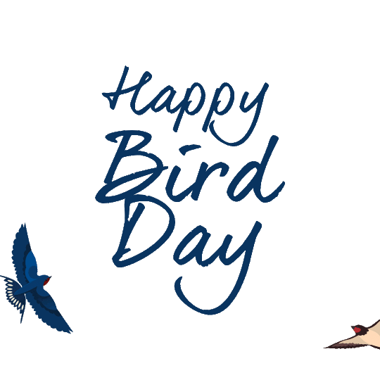 Birds Day GIFs on GIPHY - Be Animated