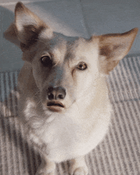 Disappointed Dog Gif