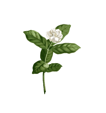 Flower Blooming Gif Transparent