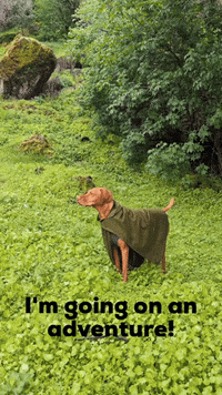 Going On An Adventure GIFs - Find & Share on GIPHY
