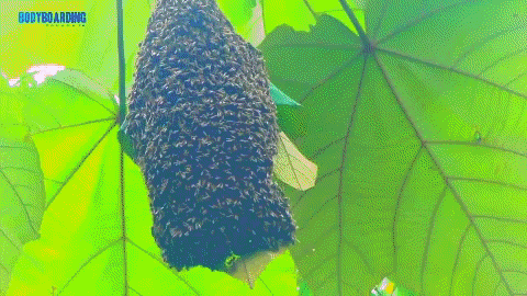Bee At The Beach GIFs - Get the best GIF on GIPHY
