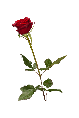 Rose Blooming Gif