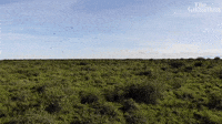 Locust Swarm Gif