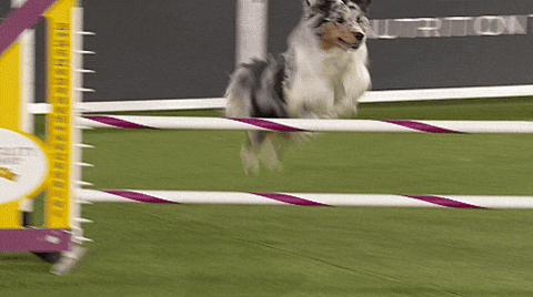 Dog Show GIF by Westminster Kennel Club - Find & Share on GIPHY