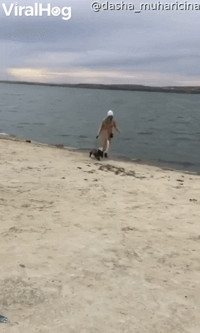 Sprinting-frenchie-causes-faceplant GIFs - Get the best GIF on GIPHY