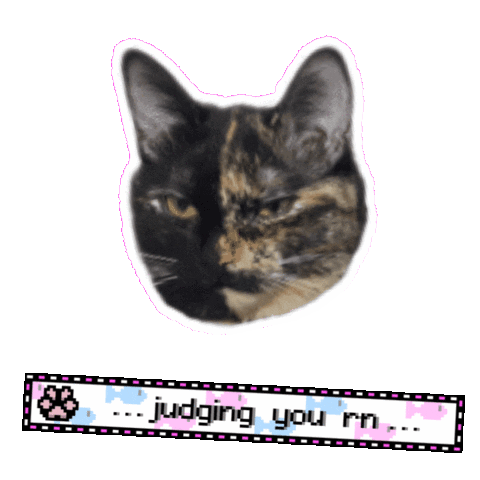 Disappointed Cat Sticker for iOS & Android | GIPHY