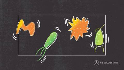 Bacteria Gut GIF by The Explainer Studio - Find & Share on GIPHY