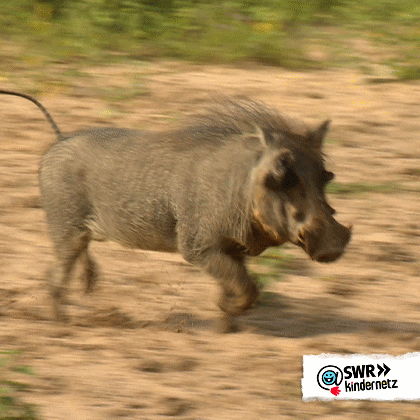 Pig Welt GIF by SWR Kindernetz - Find & Share on GIPHY
