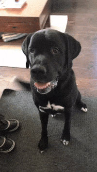 High Five Dog Gif