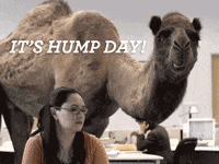 Geico Camel Animated Gif