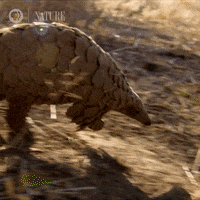 Cute Armadillo Gif