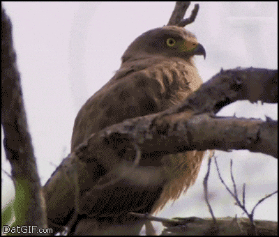 Hawk GIFs - Get the best GIF on GIPHY