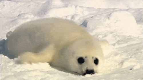 Arctic Invasion GIFs - Get the best GIF on GIPHY