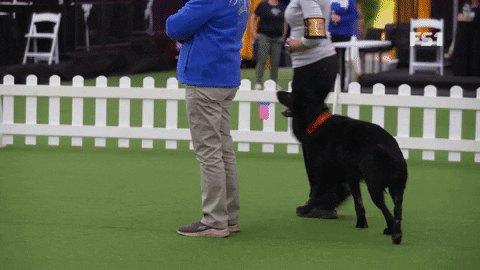 Westminster Dog Show GIF by Westminster Kennel Club - Find & Share on GIPHY