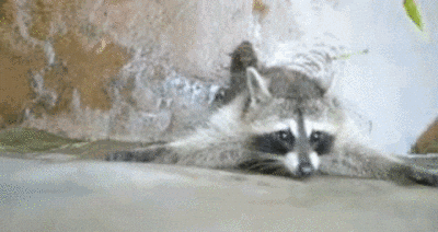 Scared Raccoon Gif