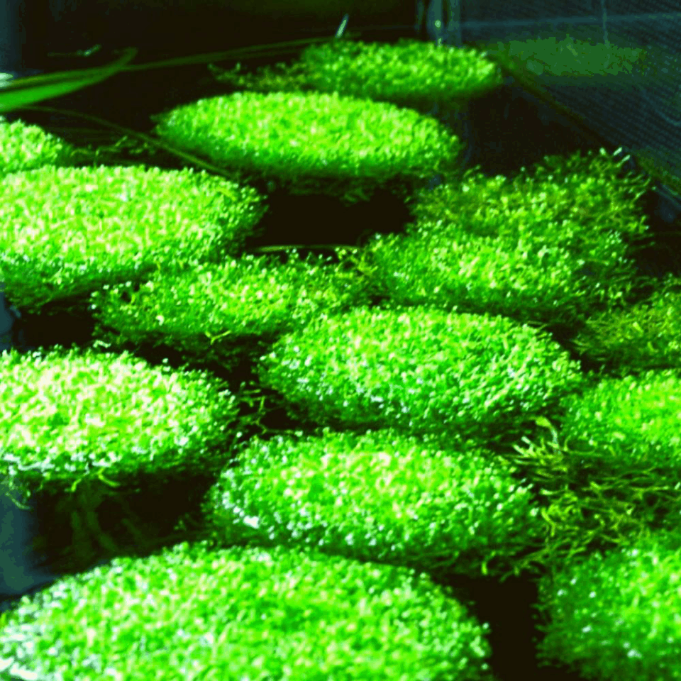 Plant GIF by AquariumMe - Find & Share on GIPHY