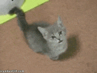 Funny Cat Fails Gifs