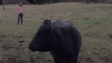 Cat Cowboy GIFs - Get the best GIF on GIPHY