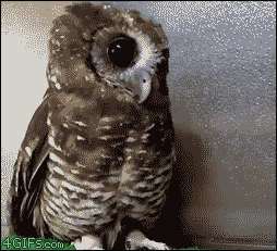 Owl GIFs - Find & Share on GIPHY
