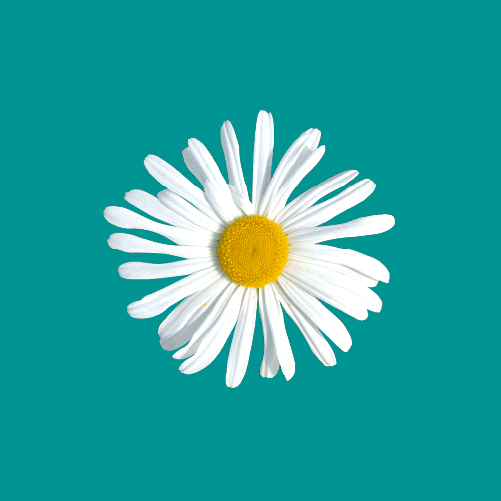 Daisy Love S Get The Best On Giphy