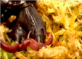 Great Googly moogly! | TexAgs