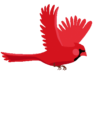 Cardinal Bird Flying