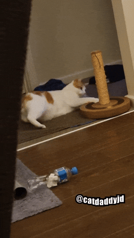 Ball-scratch GIFs - Get the best GIF on GIPHY
