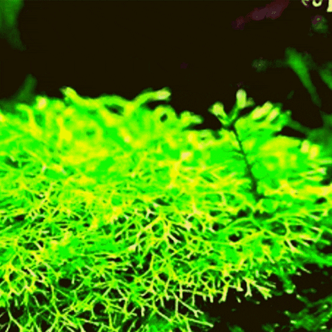 Water Plant GIF by AquariumMe - Find & Share on GIPHY