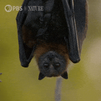 Bat Animated Gif Star