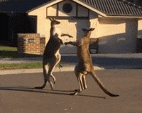 Kangaroo Fight Gif