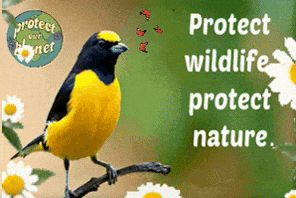 Wildlife-protection GIFs - Get the best GIF on GIPHY