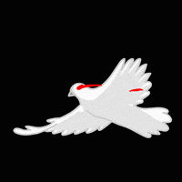 Dove Bird Flying Gif