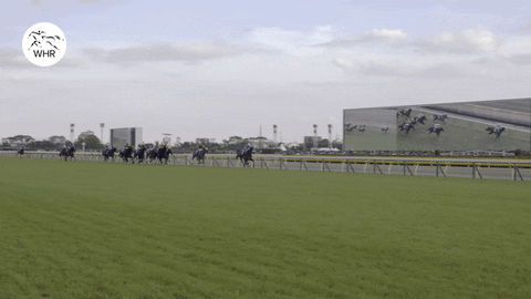 Horse-racing-japan GIFs - Get the best GIF on GIPHY