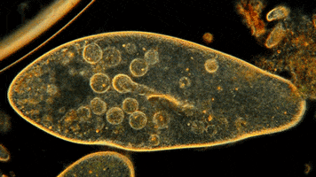 Cell GIFs - Find & Share on GIPHY