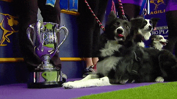 Border Collie Agility GIF by Westminster Kennel Club - Find & Share on ...